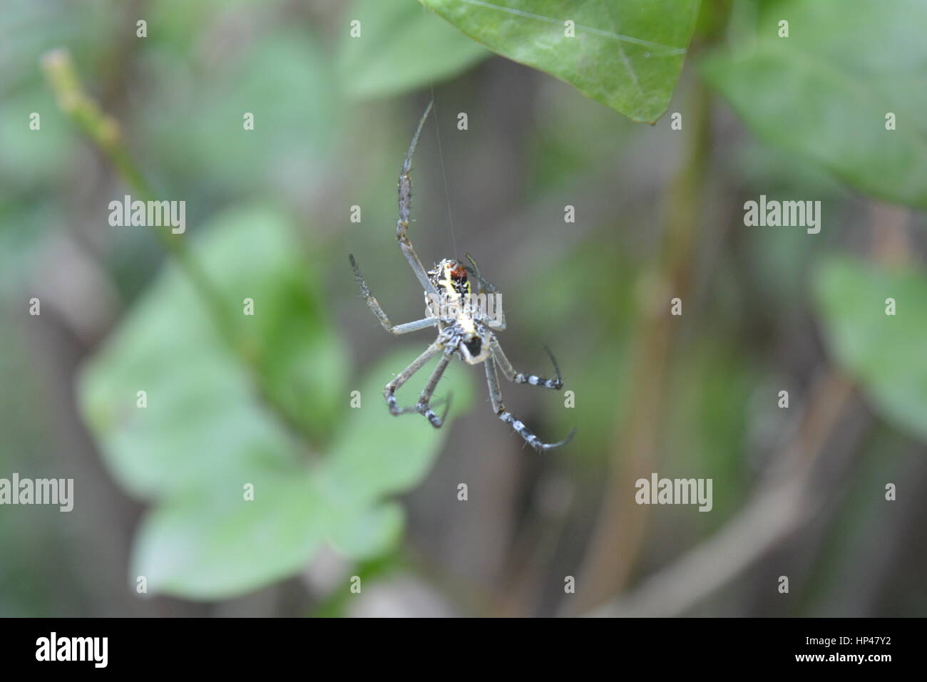 Closeup spider hi-res stock photography and images - Alamy