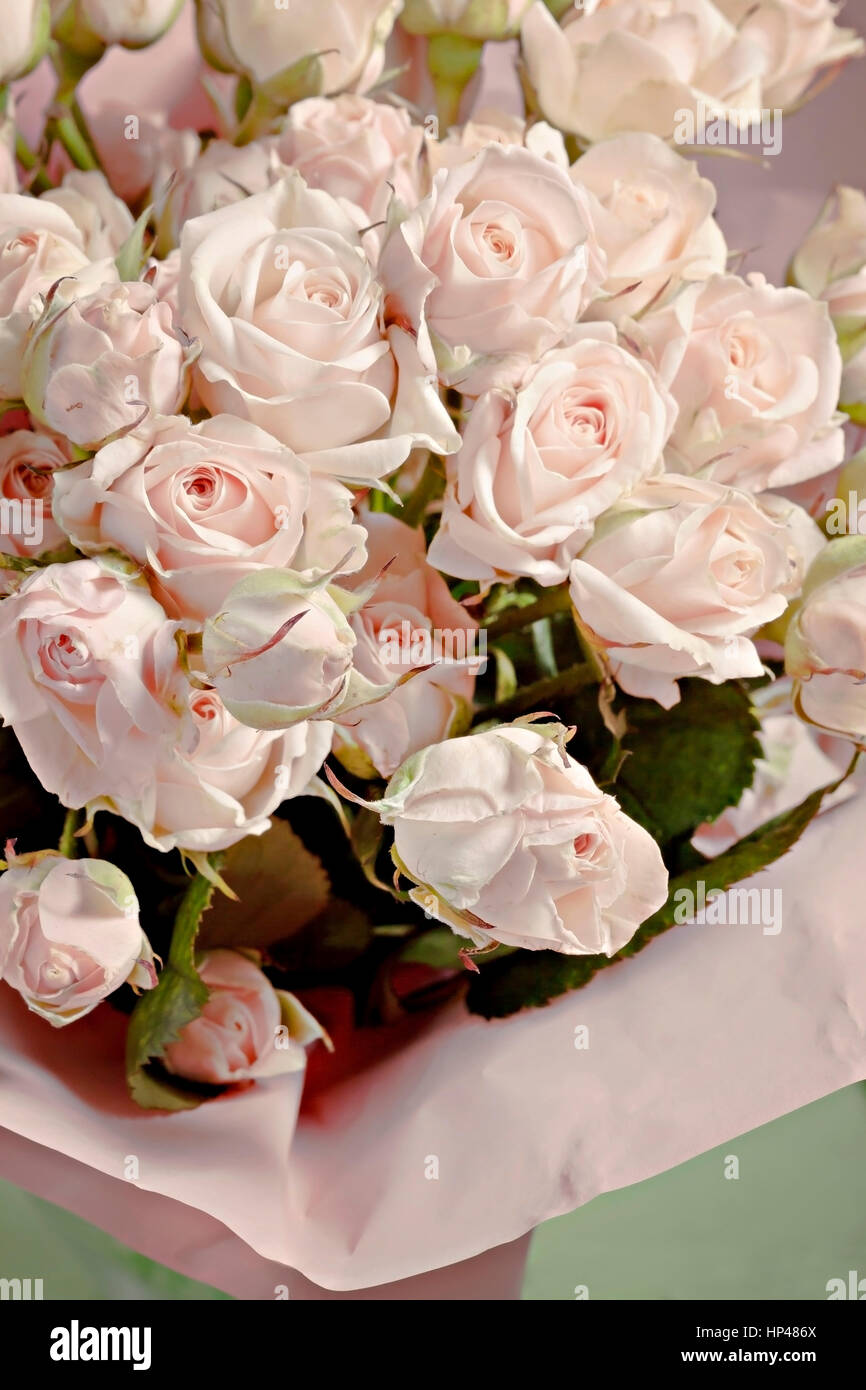 Many little pink roses hi-res stock photography and images - Alamy
