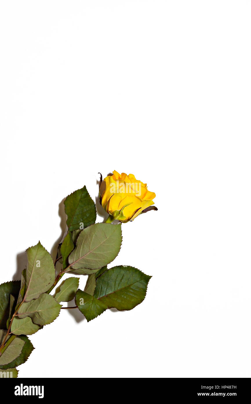 one yellow roses on a white background Stock Photo - Alamy