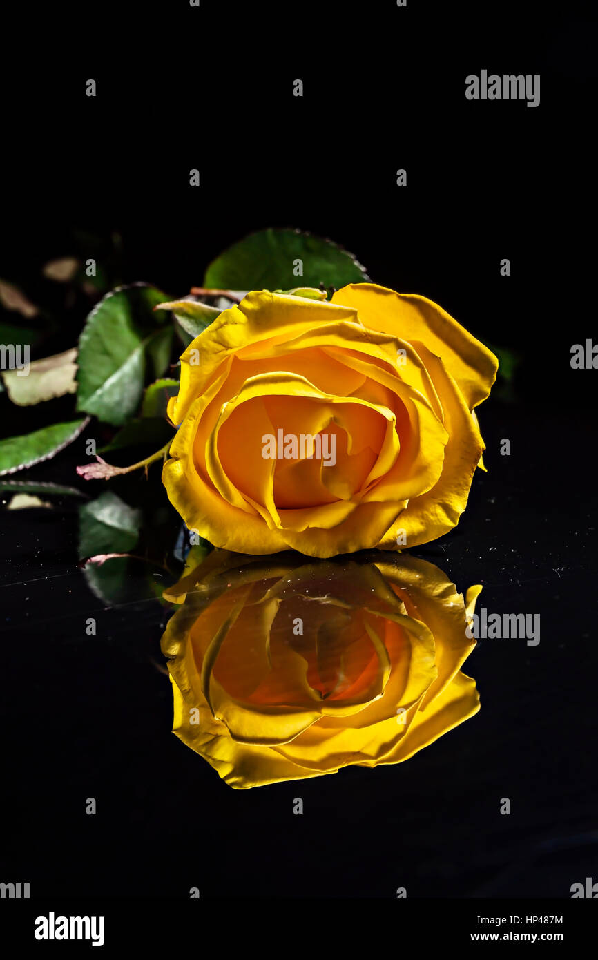 Yellow rose rosa dew drops hi-res stock photography and images - Alamy