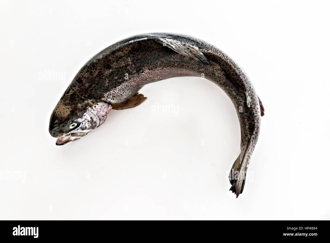 fresh fish salmon sea trout on a white background isolated Stock Photo ...