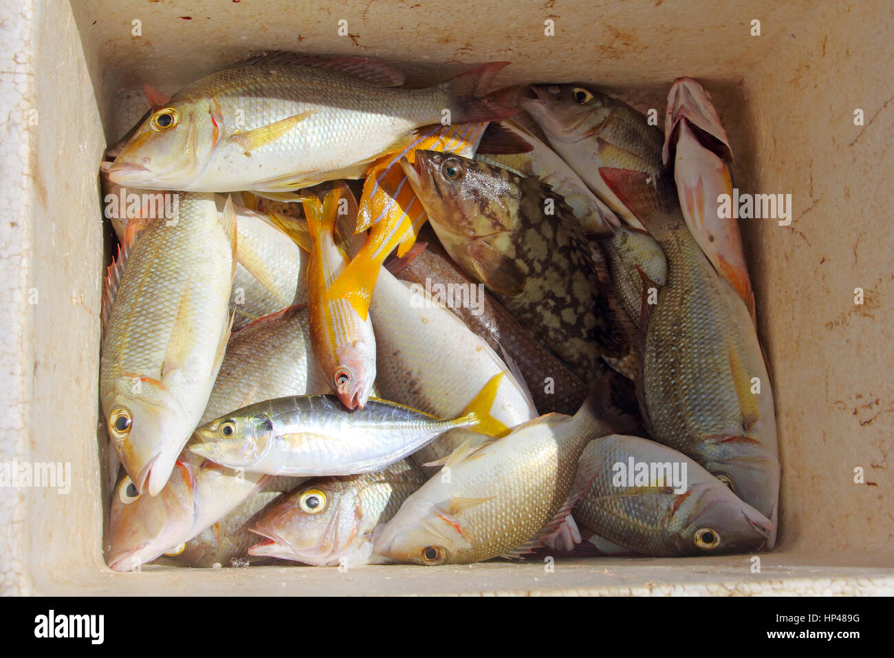 Tropical fish catch in box close up view, Krabi, Thailand Stock Photo ...