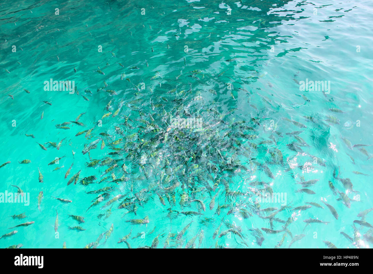 Photo of a tropical Fish in transparent blue sea water close-up Stock ...