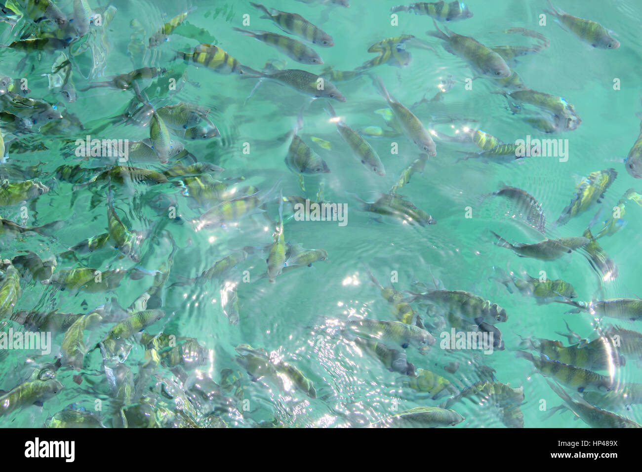 Photo of a tropical Fish in transparent blue sea water close-up Stock ...