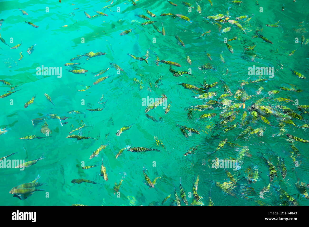 Photo of a tropical Fish in transparent blue sea water close-up Stock ...