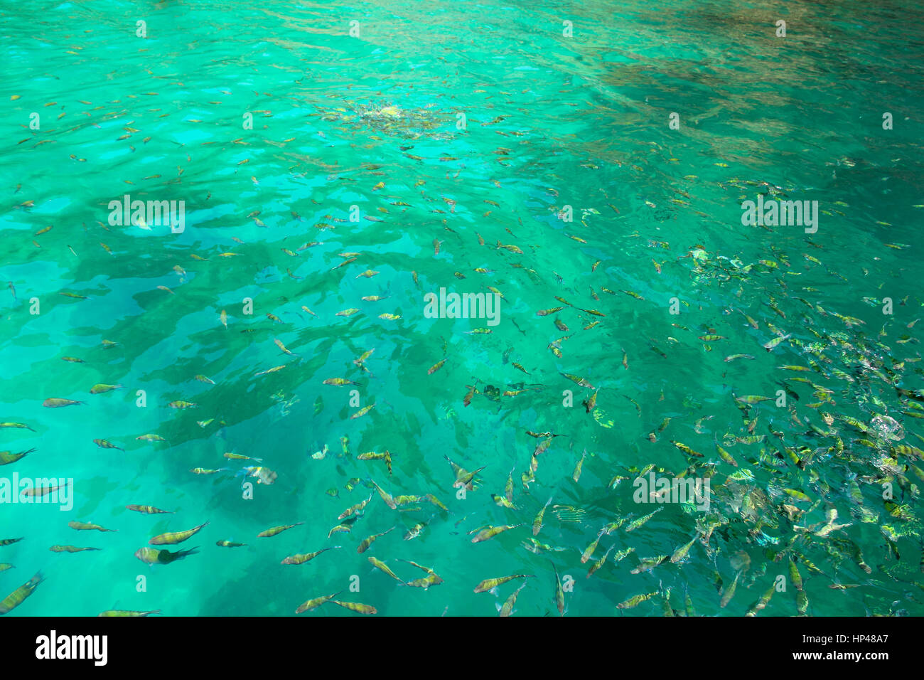 Photo of a tropical Fish in transparent blue sea water close-up Stock ...