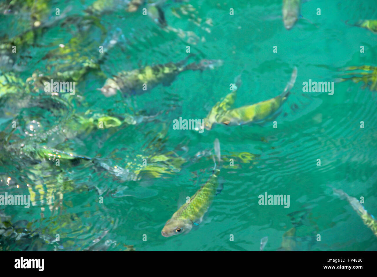 School of Striped Eel Catfish in water in Thailand Stock Photo - Alamy