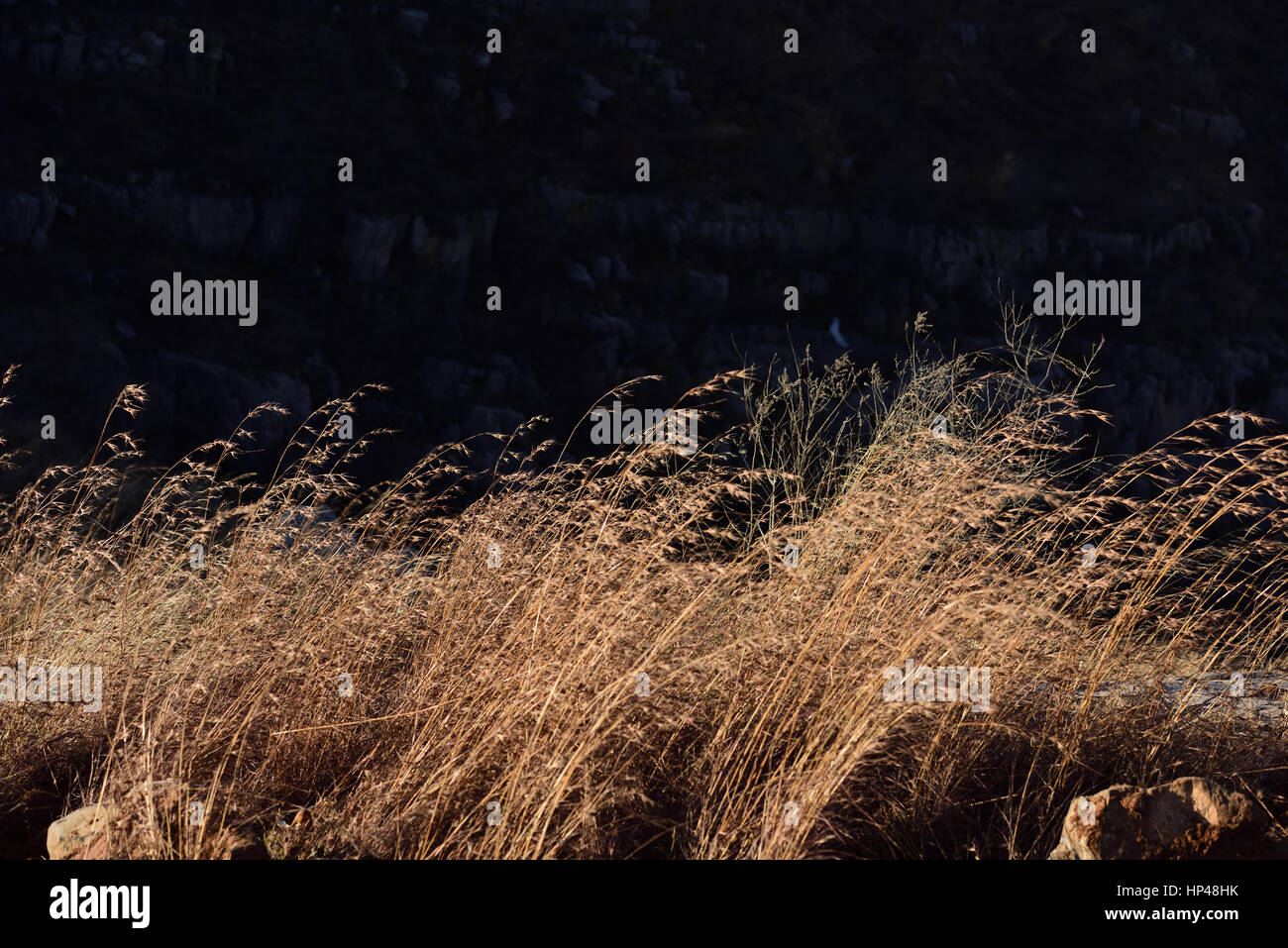 Brown grasses with dark background Stock Photo - Alamy
