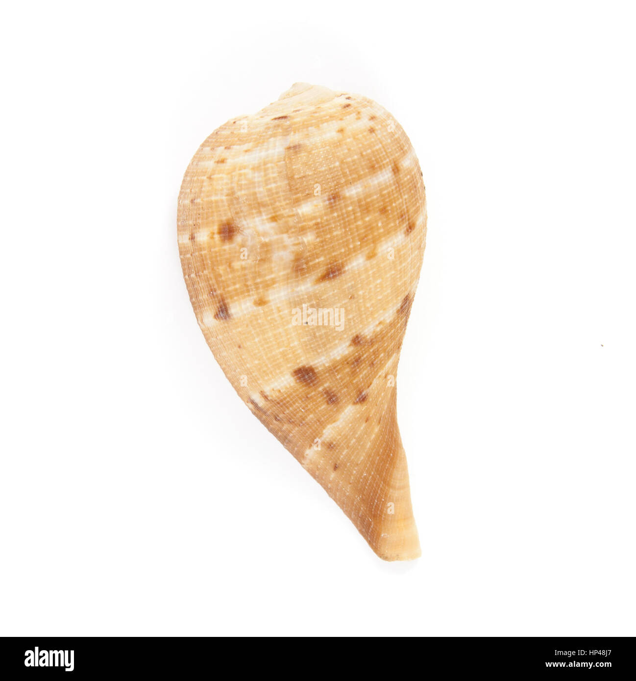 Seashell in close-up isolated on a white background Stock Photo - Alamy