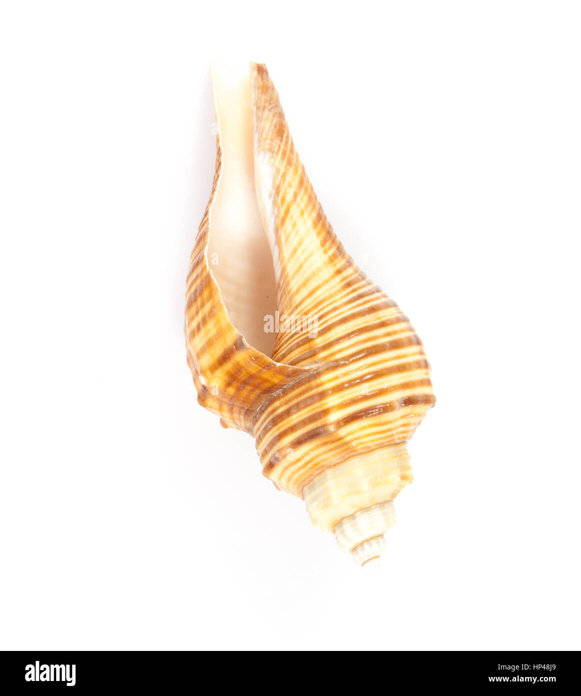 Seashell in close-up isolated on a white background Stock Photo - Alamy
