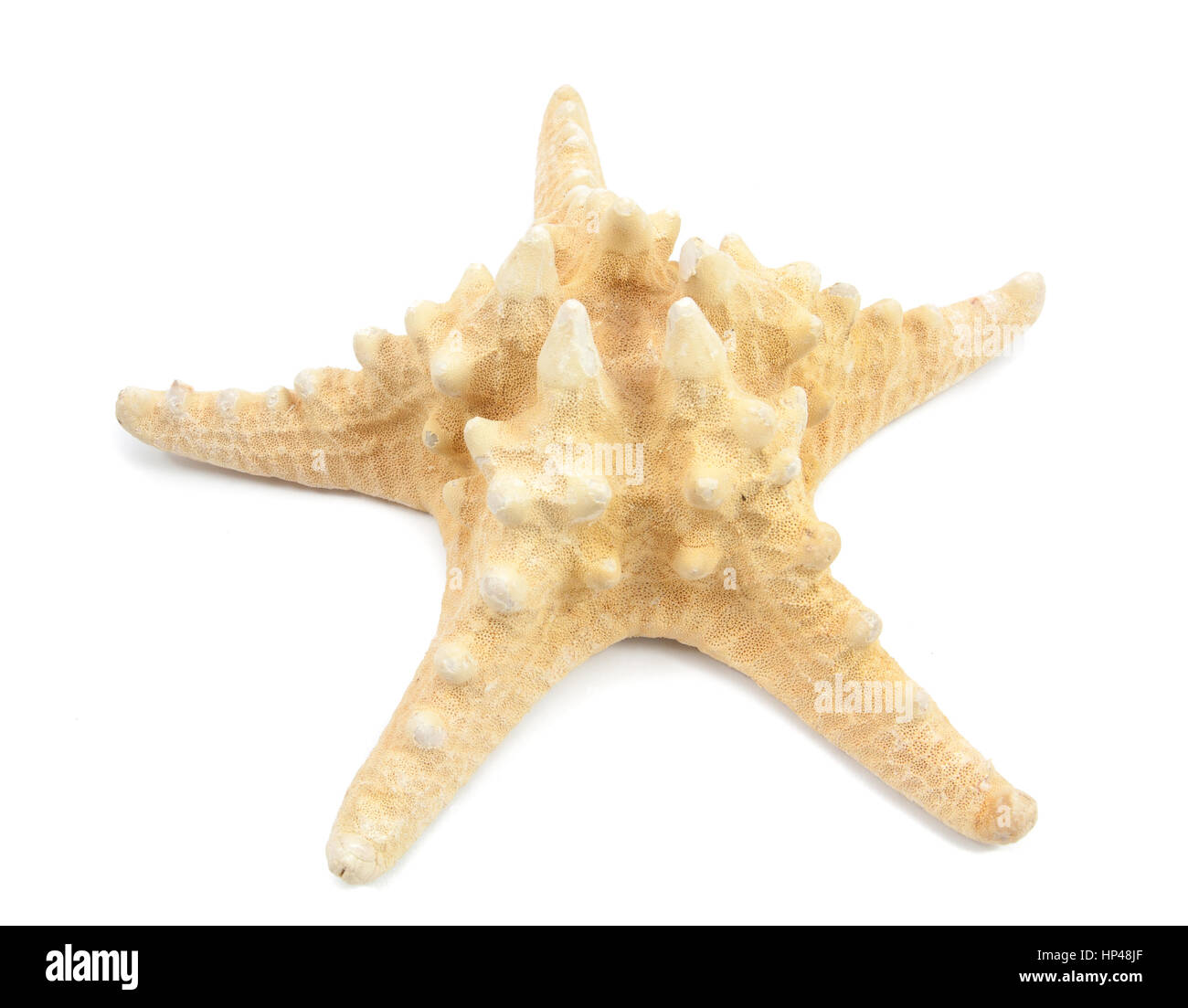 starfish isolated on white background Stock Photo - Alamy