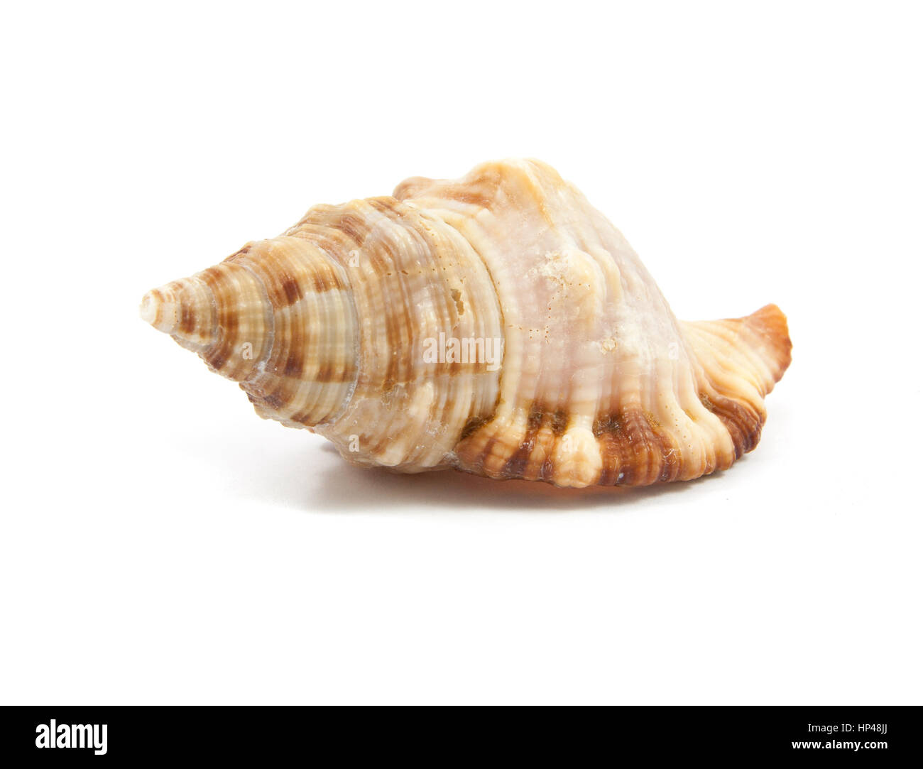 Seashell in close-up isolated on a white background Stock Photo - Alamy