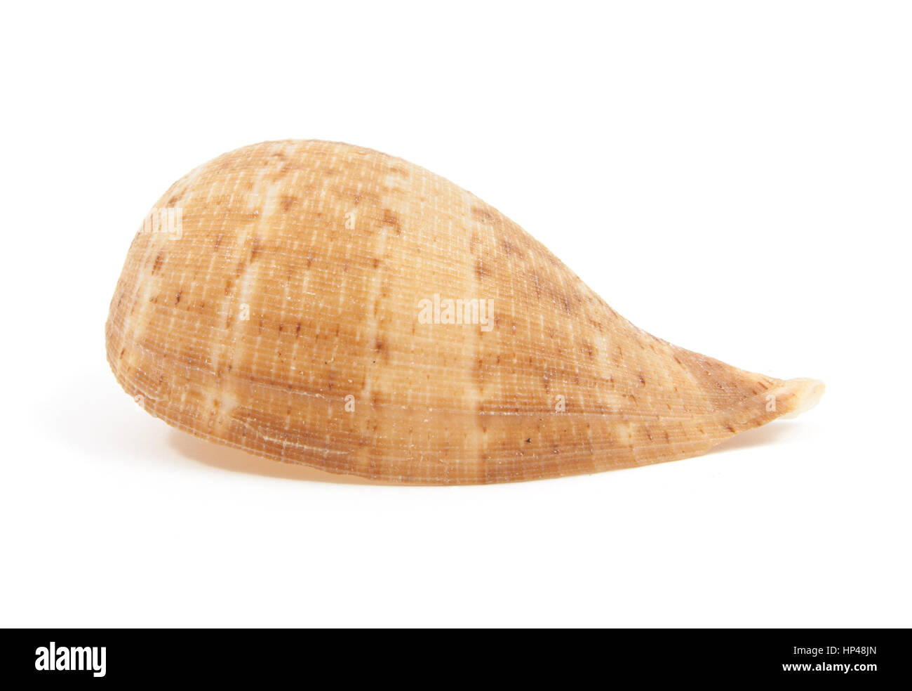 Seashell in close-up isolated on a white background Stock Photo - Alamy