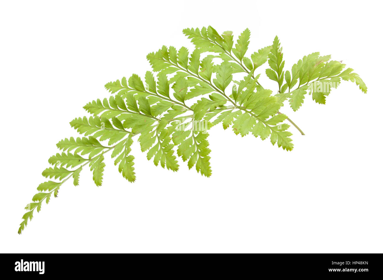 fern isolated on white background Stock Photo - Alamy