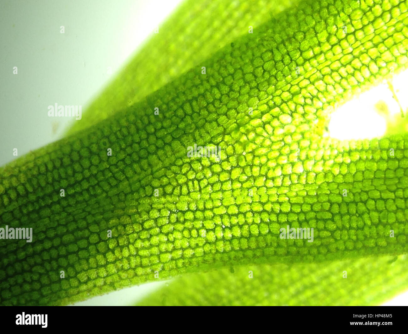 beautiful cell zoom microorganism algae Stock Photo - Alamy
