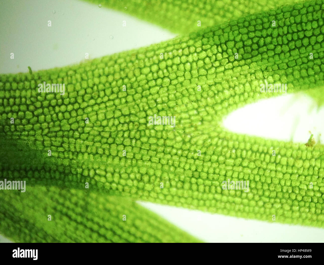 Beautiful zoom microorganism algae cell Stock Photo - Alamy