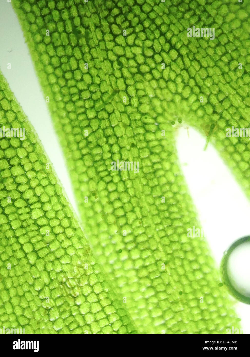 Green Algae Microscope Stock Photos & Green Algae Microscope Stock ...