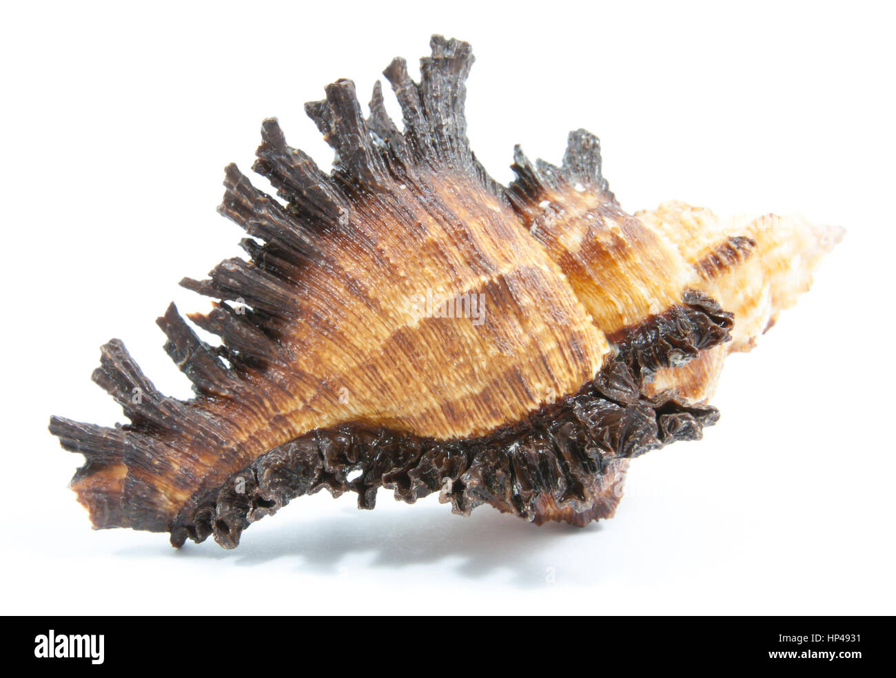 Seashell in close-up isolated on a white background Stock Photo - Alamy
