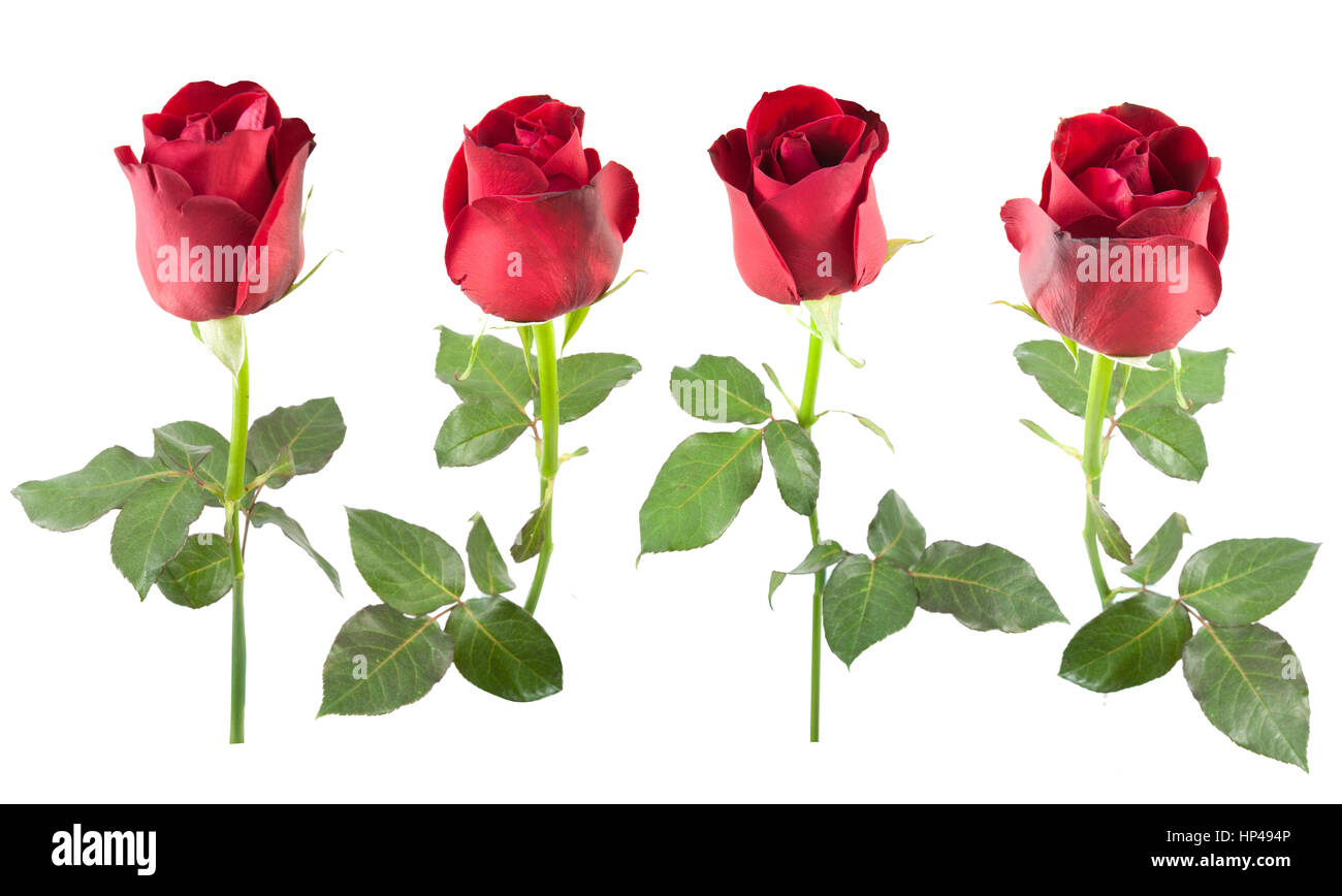 collection of red rose isolated on white background Stock Photo - Alamy