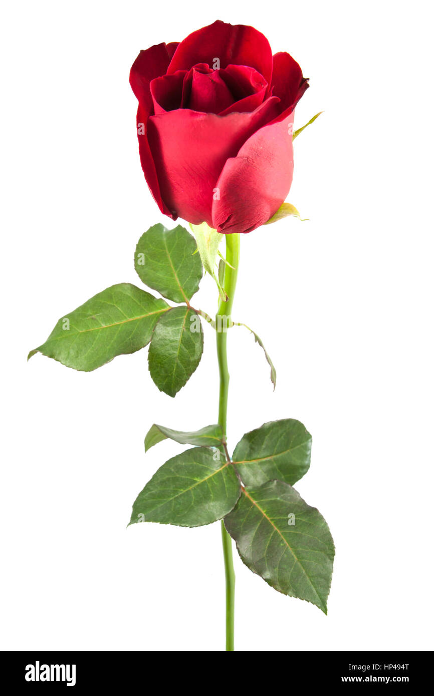 red rose isolated on white background Stock Photo - Alamy