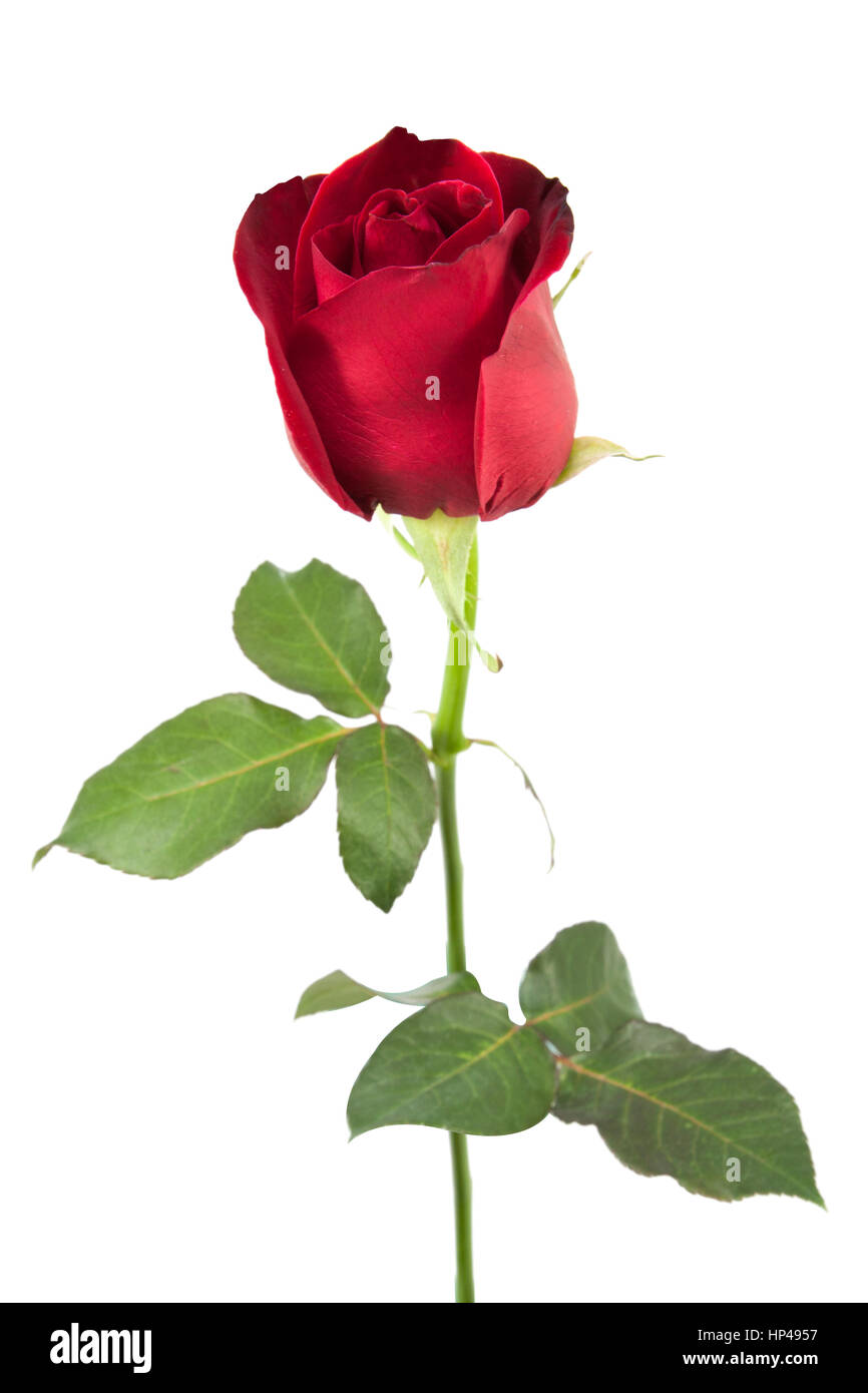 red rose isolated on white background Stock Photo - Alamy