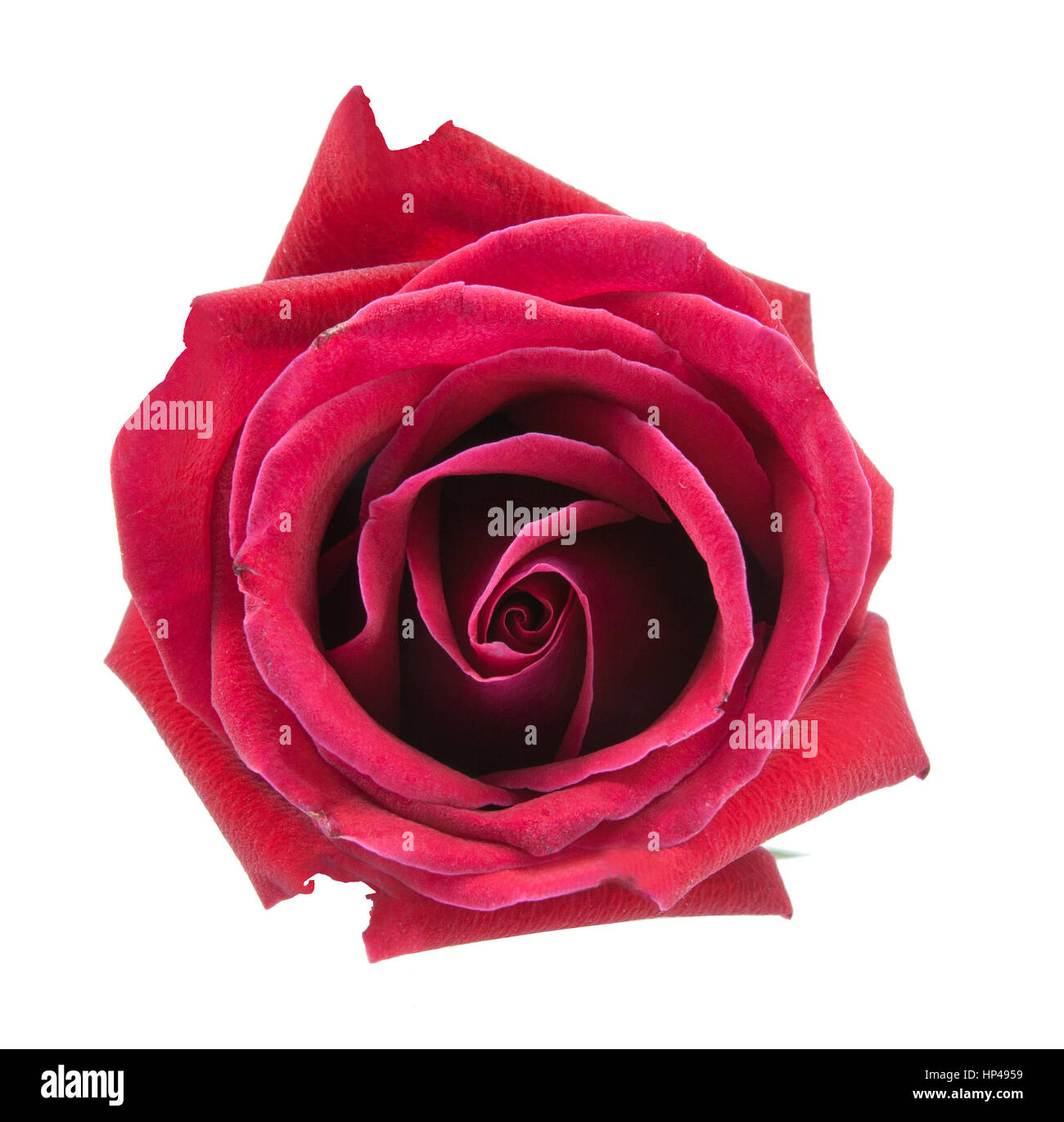on top red rose isolated on white background Stock Photo - Alamy