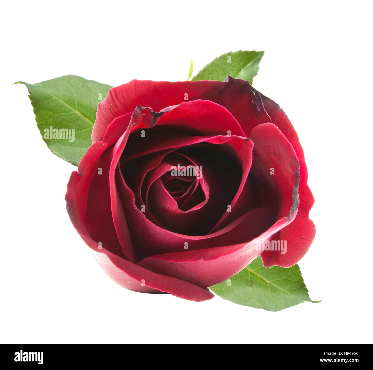 on top red rose isolated on white background Stock Photo - Alamy