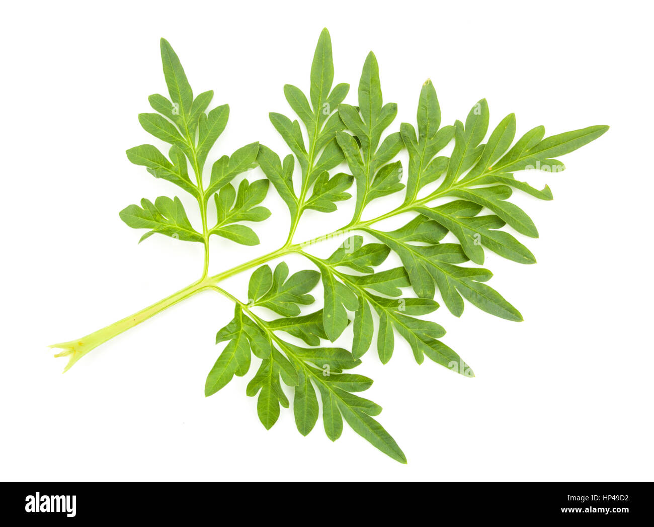 Cosmos flowers leaves isolated on white Stock Photo - Alamy