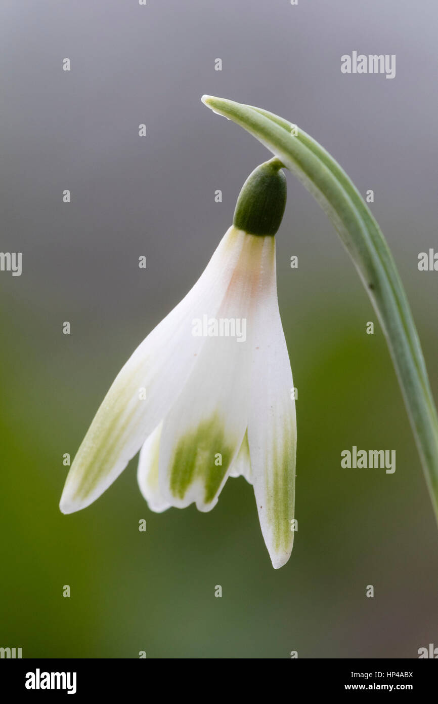 Single flower of the February flowering snowdrop, Galanthus 'Alan's ...