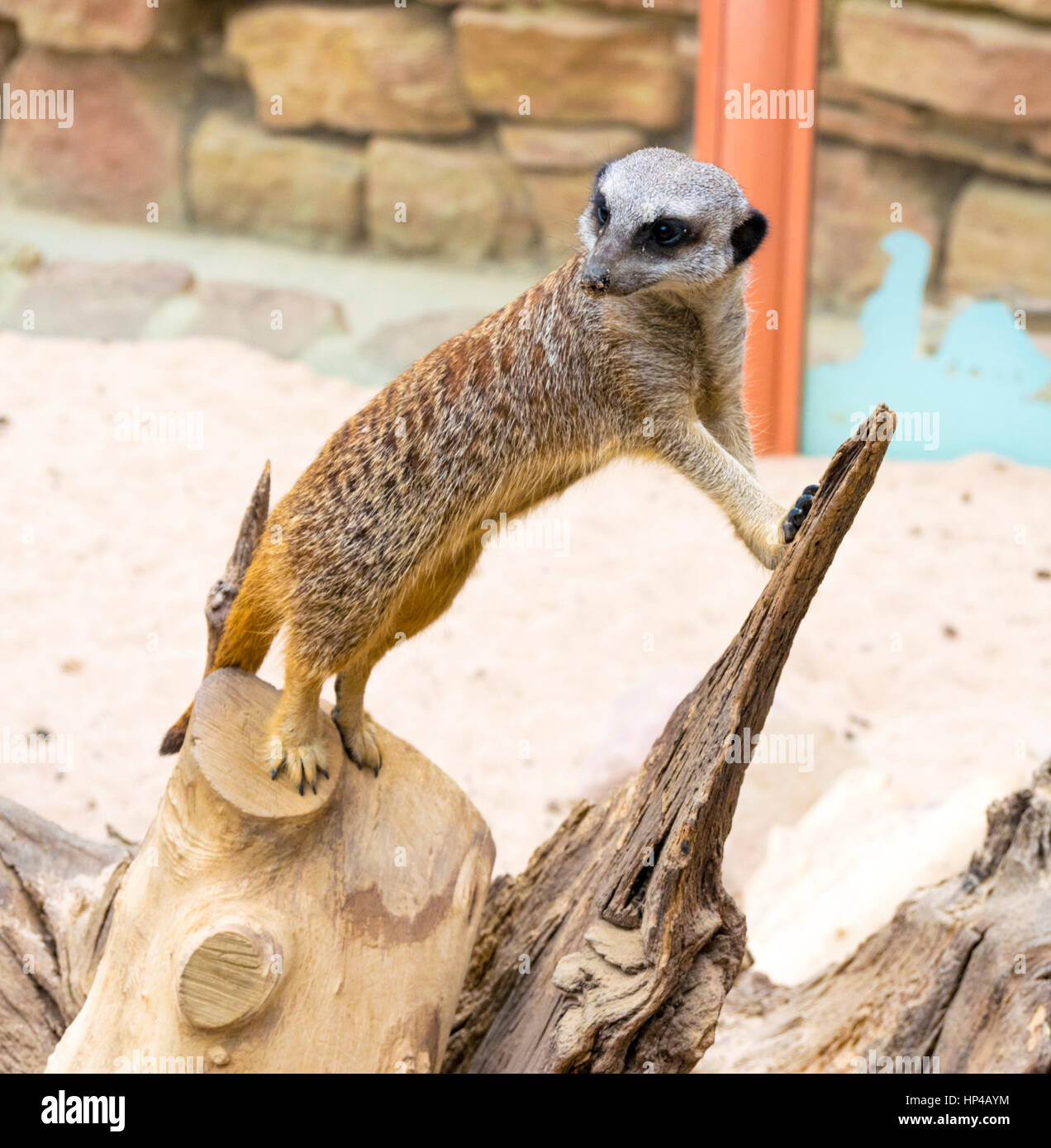 Tropical world, leeds hi-res stock photography and images - Alamy