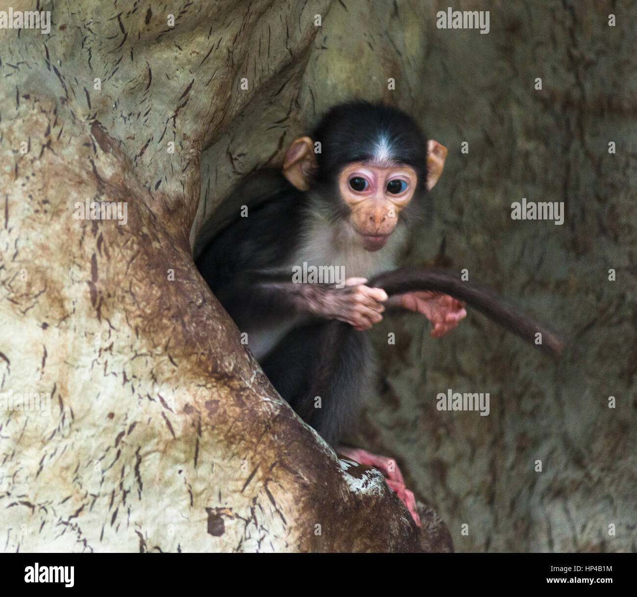Cheeky little monkey in Barcelona zoo, Spain Stock Photo - Alamy