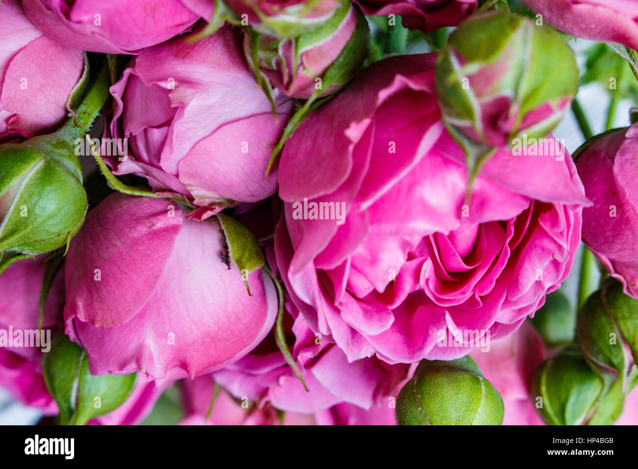 bouquet of beautiful pink peonies, roses with green leaves lie on a ...