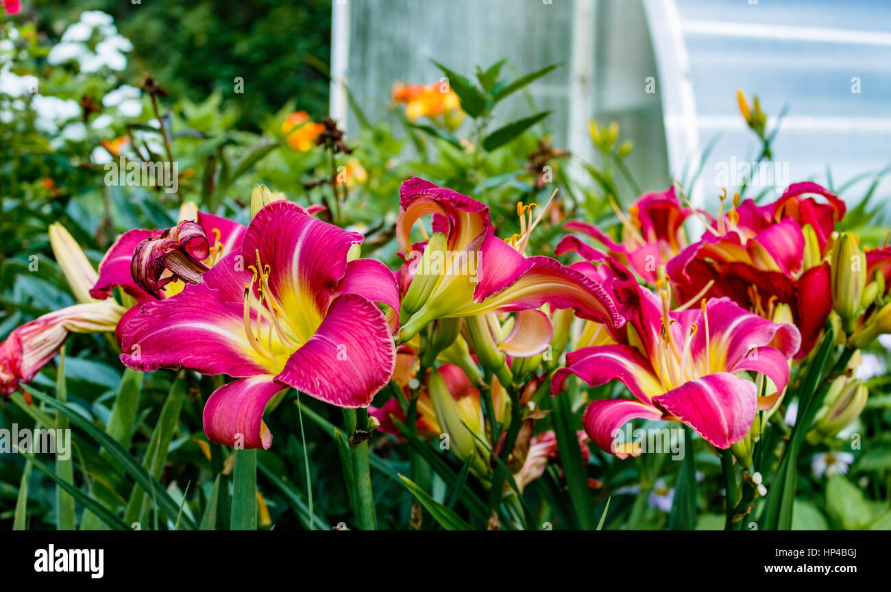 Zephyranthes flower. fairy lily, rainflower zephyr magic Stock Photo ...