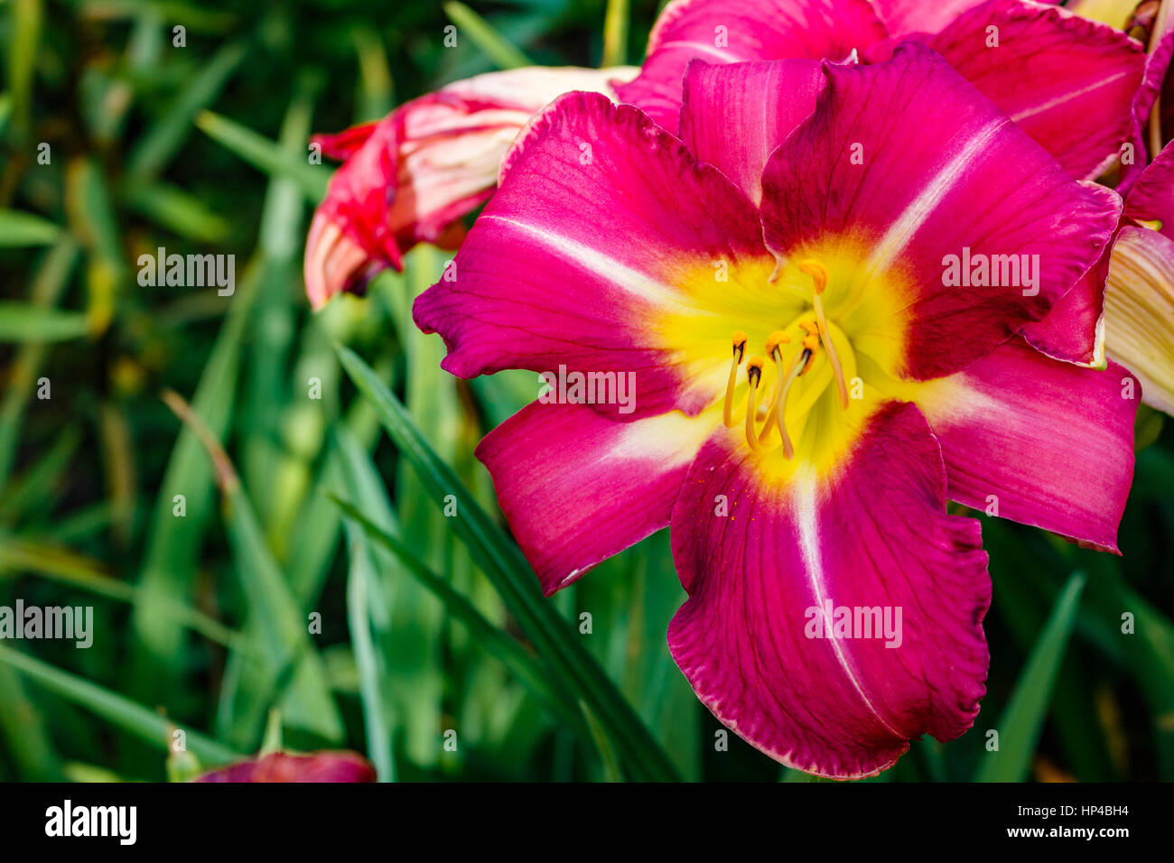 Zephyranthes flower. fairy lily, rainflower zephyr magic Stock Photo ...