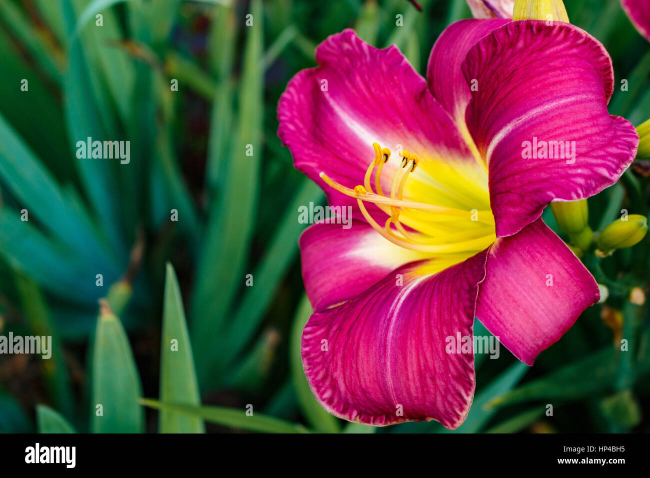 Zephyranthes flower. fairy lily, rainflower zephyr magic Stock Photo ...