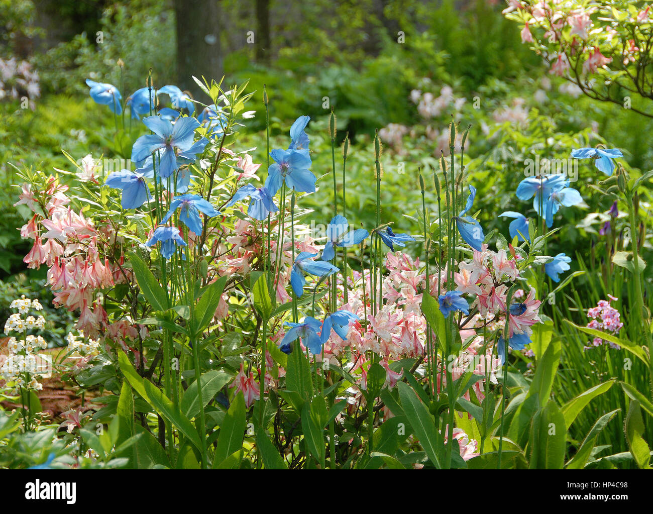 Himalayan blue poppies and coral pink azalea in woodland garden Stock ...