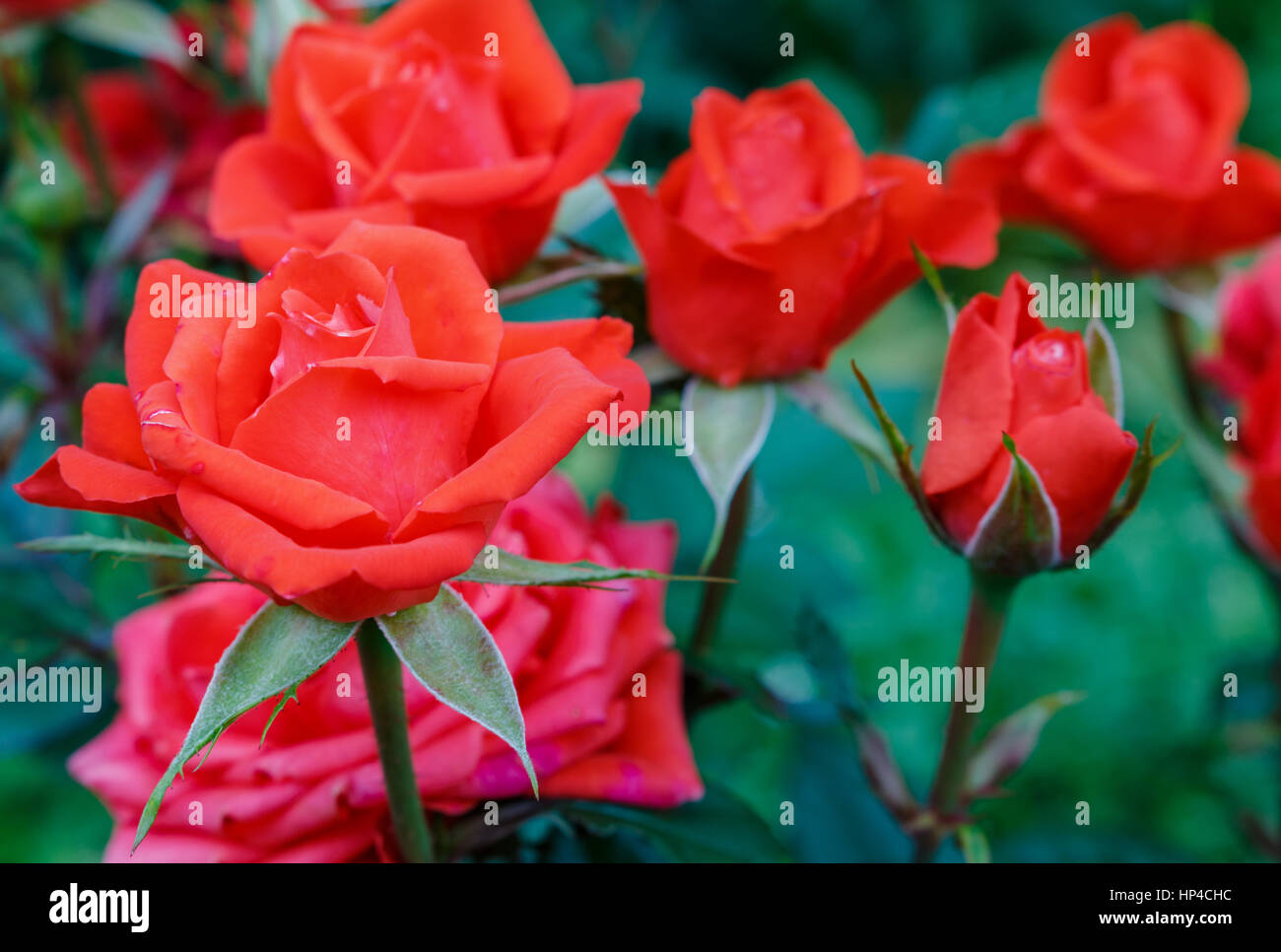 Spring cocoons hi-res stock photography and images - Alamy
