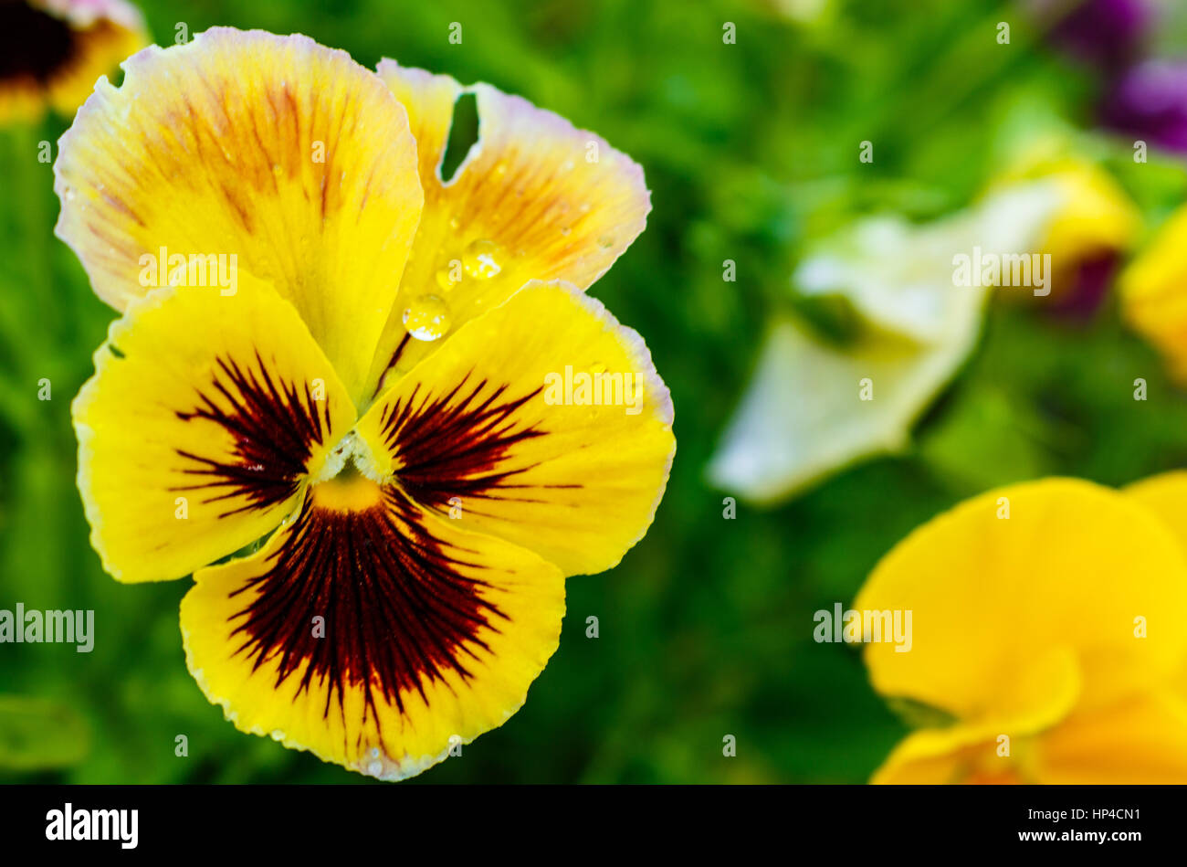 yellow pansie pansy flower. in the garden Stock Photo - Alamy