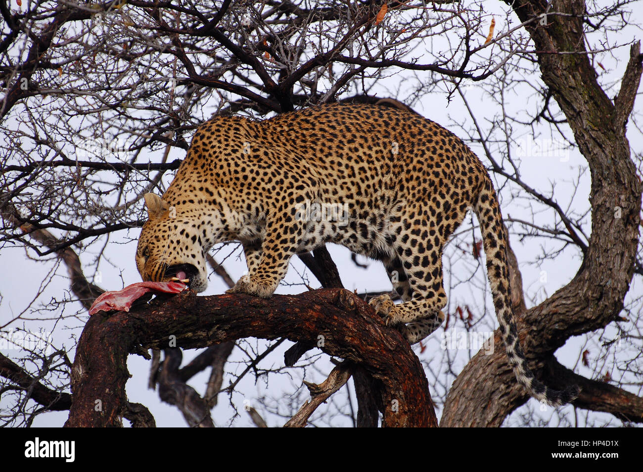 Eating Leopard in Namibia Stock Photo - Alamy