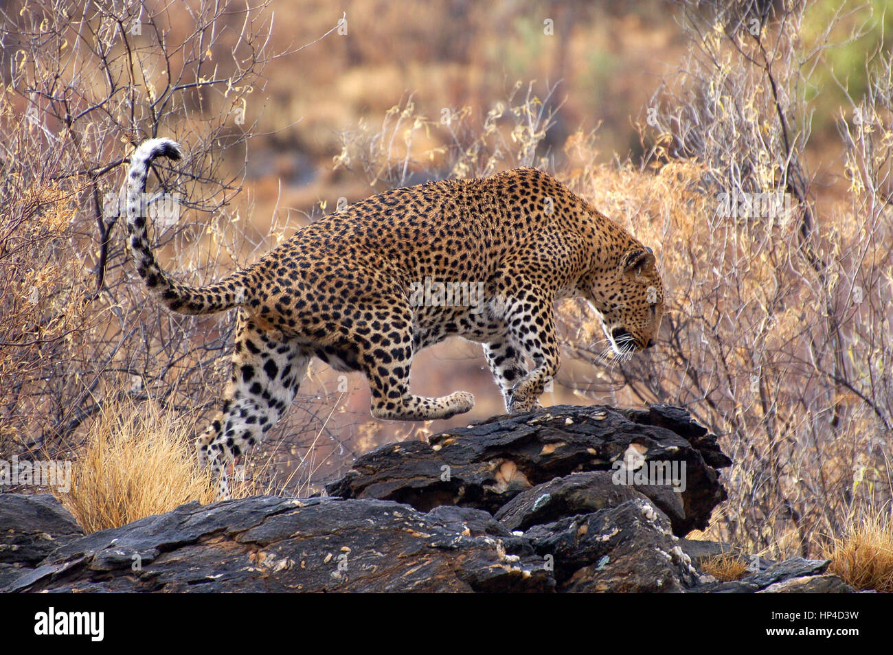 Most beautiful leopard hi-res stock photography and images - Alamy