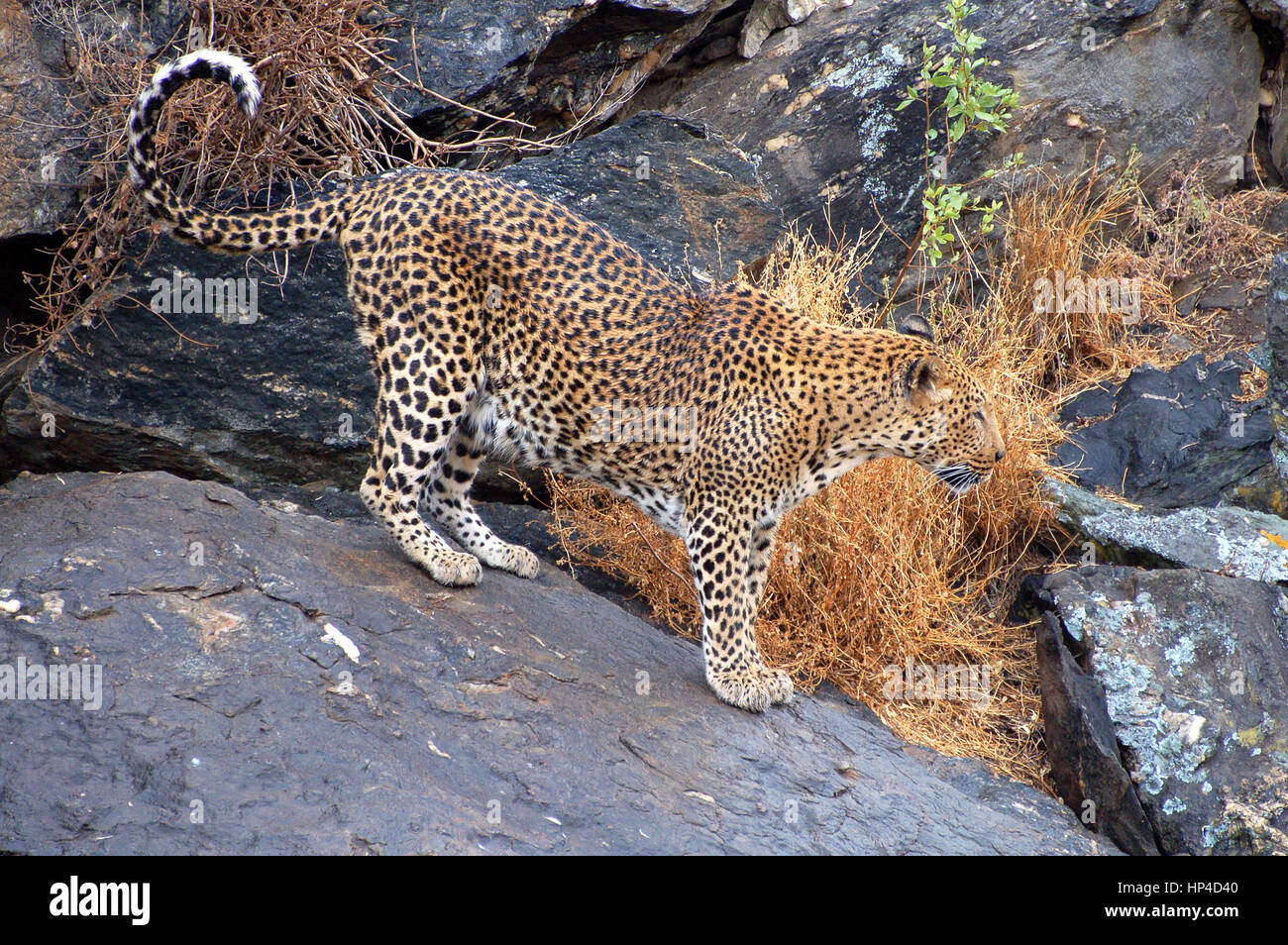Beautiful and Proud Leopard in Namibia Stock Photo - Alamy