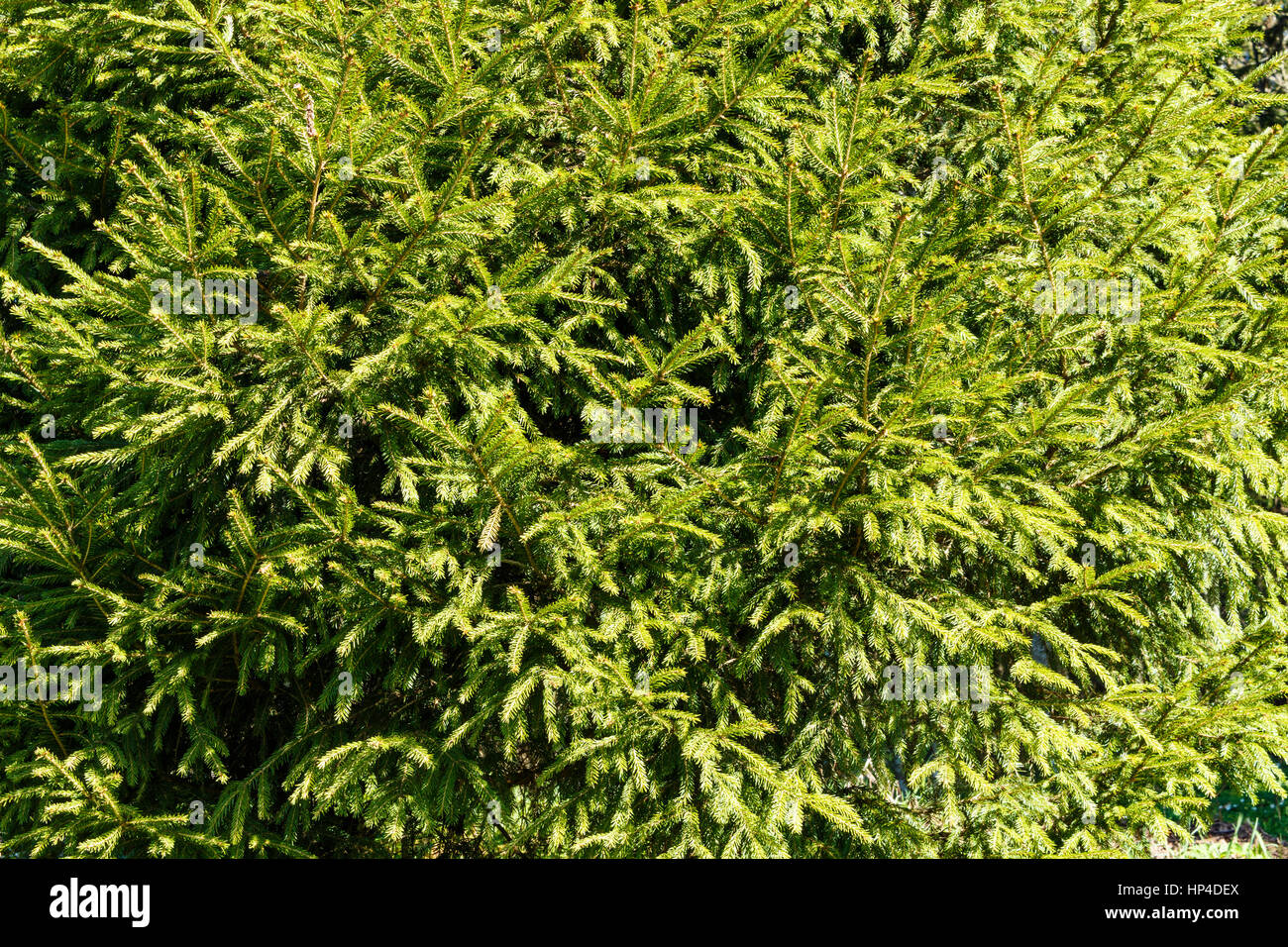 Round Pine Tree Stock Photos & Round Pine Tree Stock Images - Alamy