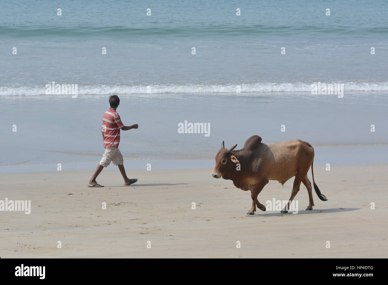 Palolem, India - October 23, 2015 - Cows on the Beach of Palolem, Goa ...