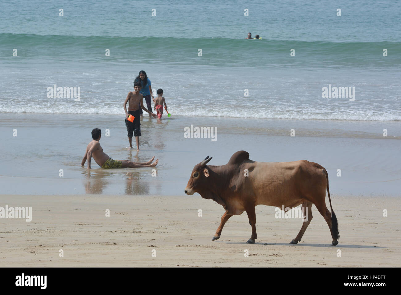 Palolem, India - October 23, 2015 - Cows on the Beach of Palolem, Goa ...