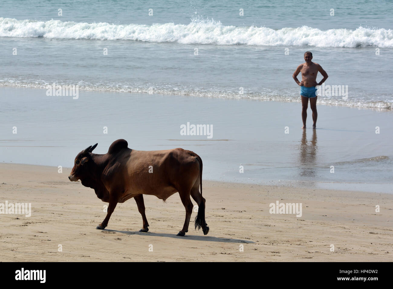 Palolem, India - October 23, 2015 - Cows on the Beach of Palolem, Goa ...