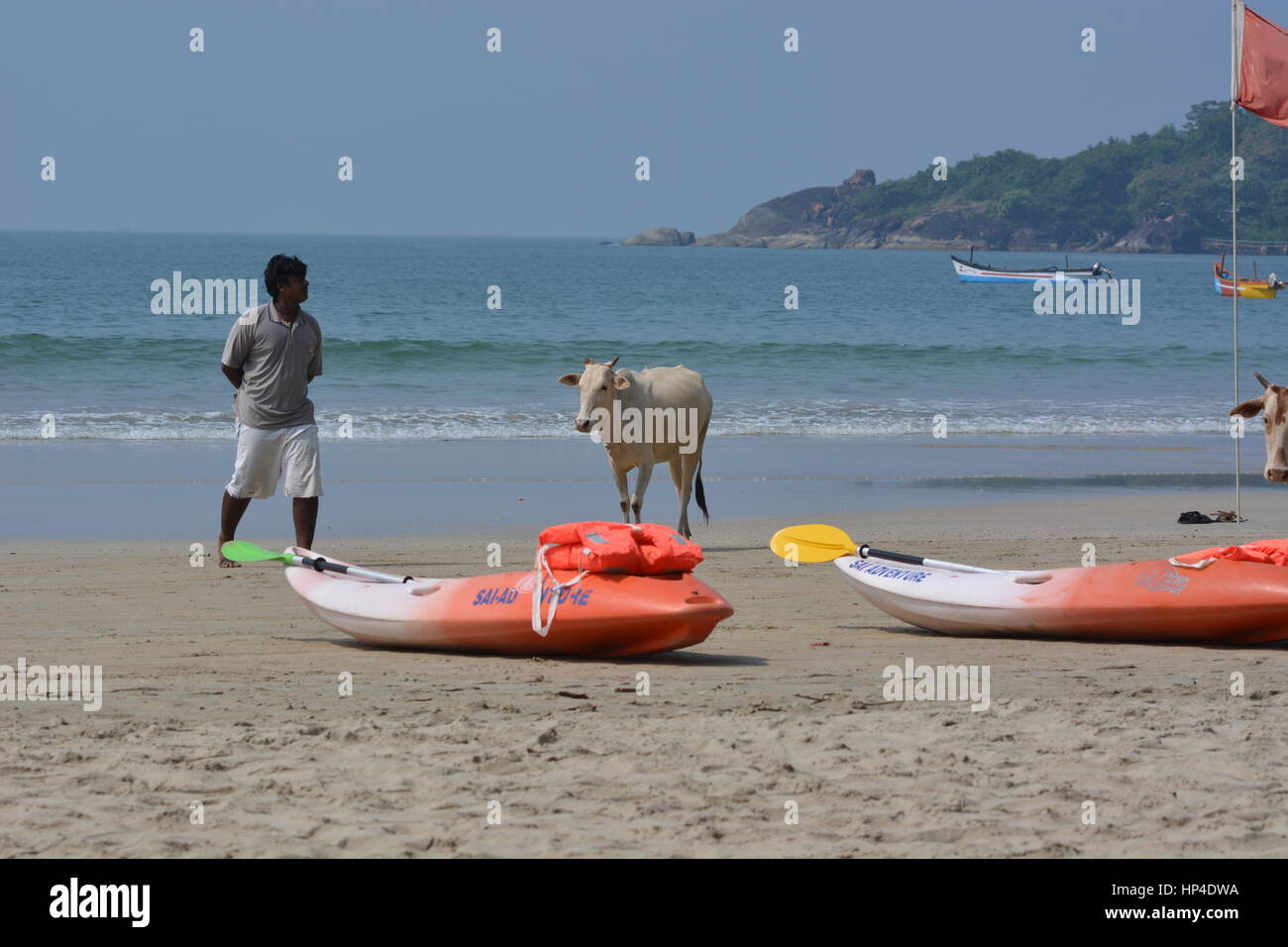 Palolem, India - October 23, 2015 - Cows on the Beach of Palolem, Goa ...
