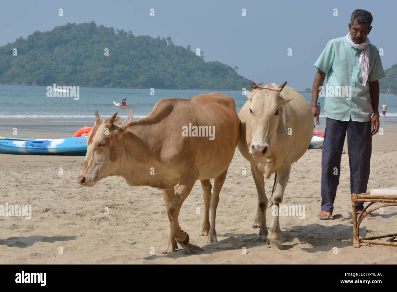 Palolem, India - October 23, 2015 - Cows on the Beach of Palolem, Goa ...