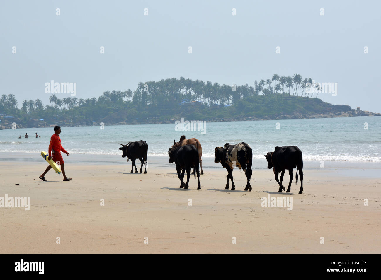 Cows on the Beach of Palolem, Goa, South India in sunset Stock Photo ...