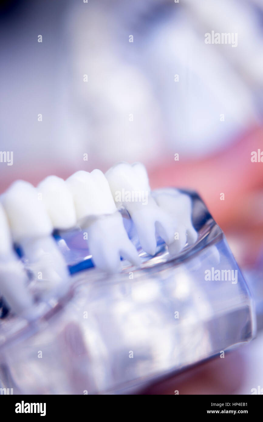 Dentists tooth plastic model used for teaching, learning and patient ...