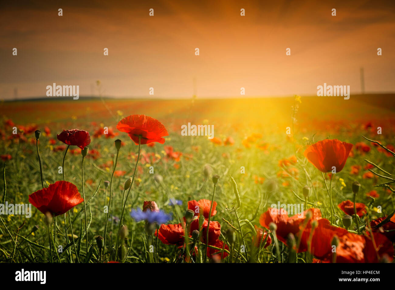 Poppy field in sunset Stock Photo - Alamy